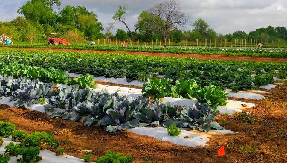 Patagonia Harvest Fest: Rethinking Our Food Chain in Austin at