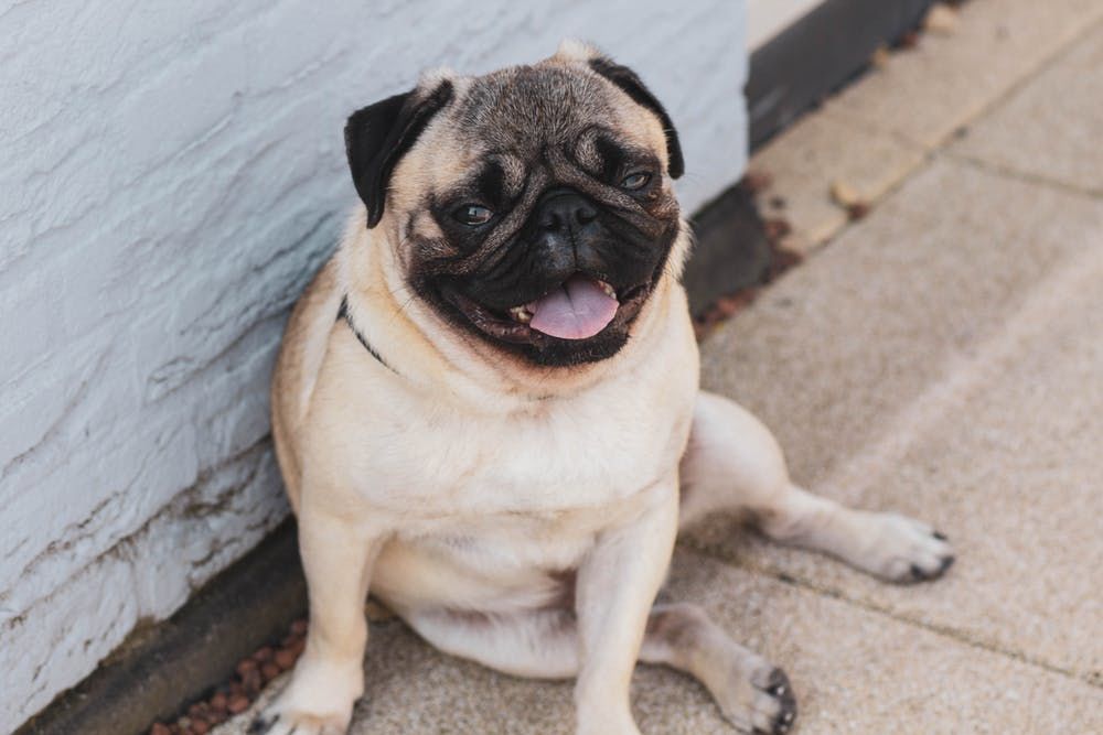 Pug Rescue of Austin in Austin at Tomlinson's Feed (South Lamar)