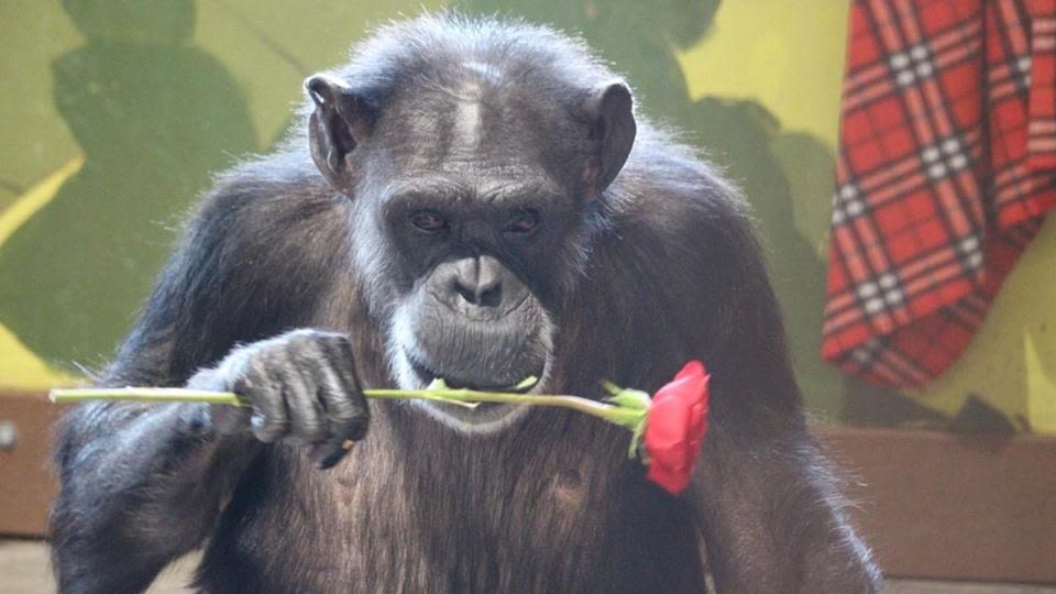 The Chimps Valentine's Day Show in Maplewood at The Focal Point