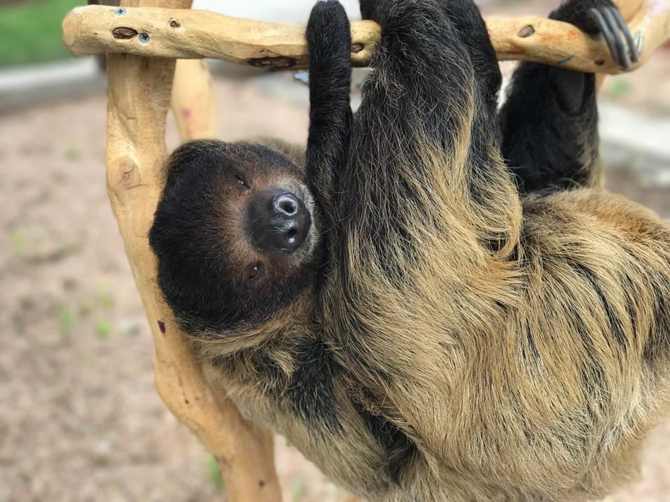 Sloth Weekend in Denver at Downtown Aquarium