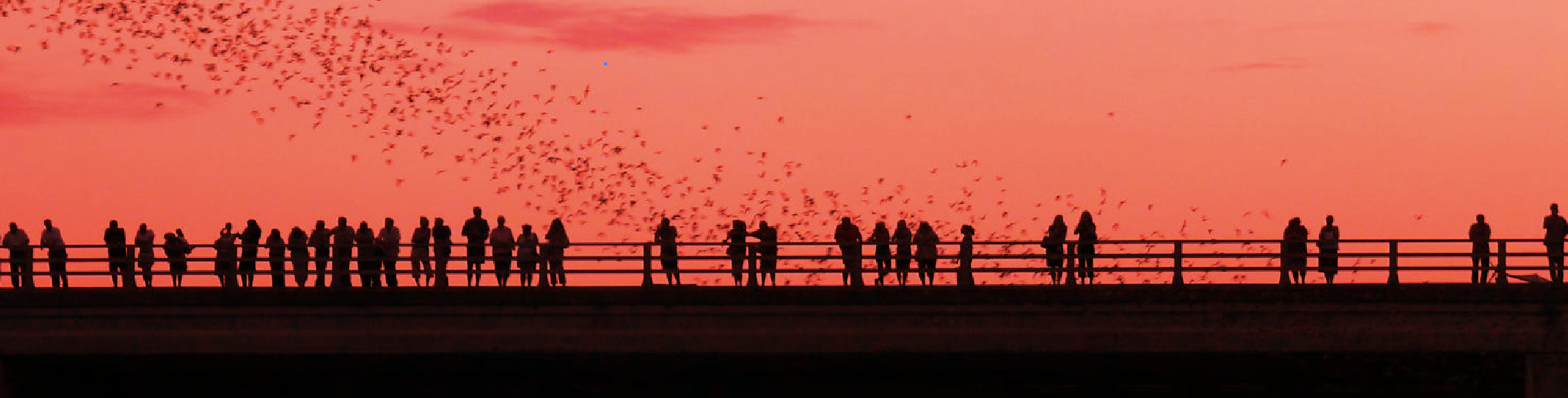 Watch The Bats On Congress Bridge in Austin at Congress Avenue