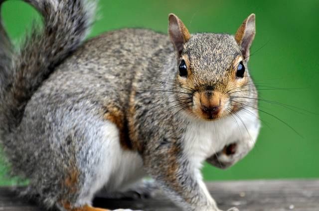 Indiana Squirrel Stampede in Indianapolis, IN at IndyFringe