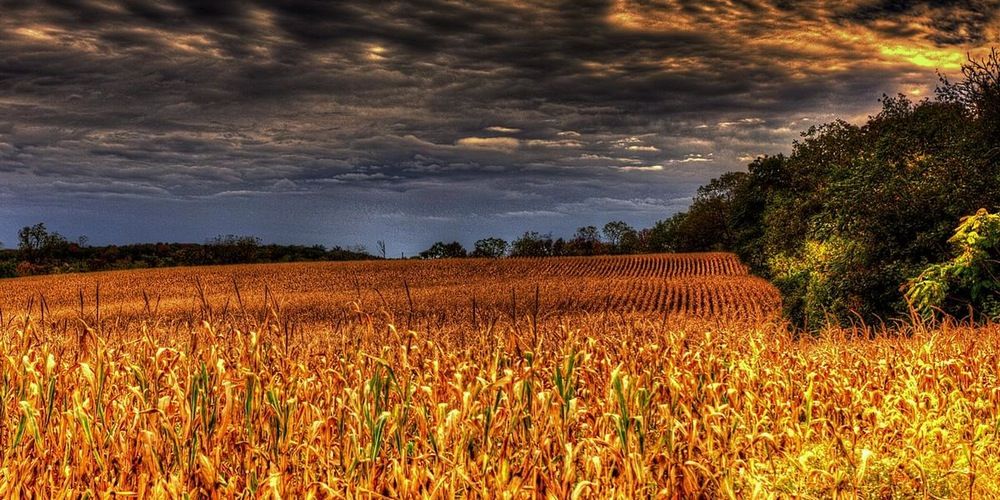 Harvest Hog Roast in Greenfield at Tyner Pond Farm