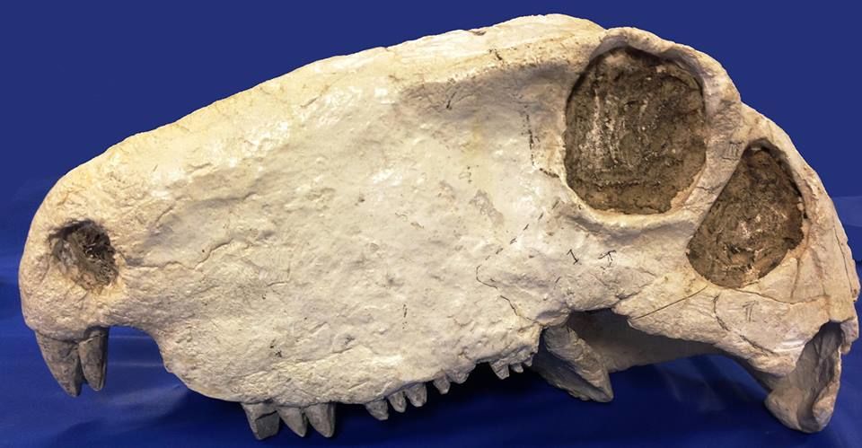 26th Annual Fossil Fest in Round Rock at Old Settler's Hall