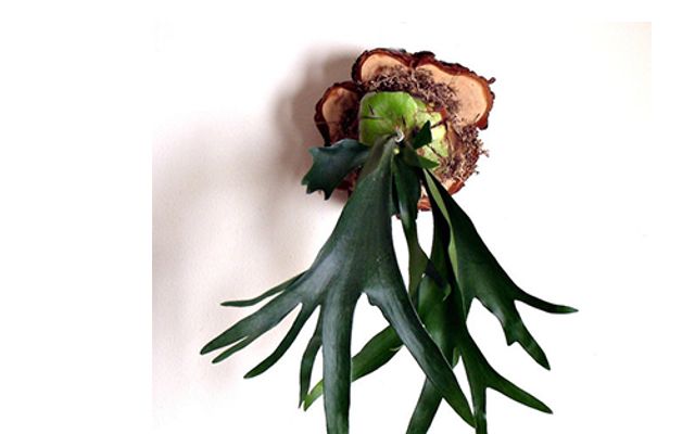 DIY Mounted Staghorn Fern Class in Austin at Articulture Designs