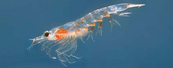 Scientists at Work: a Closer Look at Krill in San Francisco at