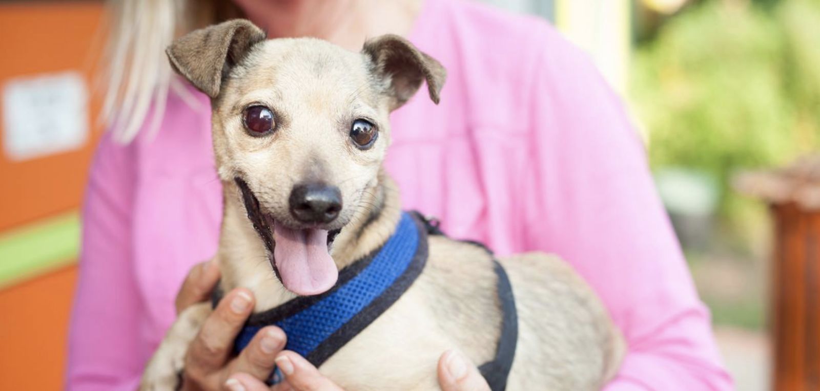 Clear The Shelters in Austin at Austin Pets Alive!