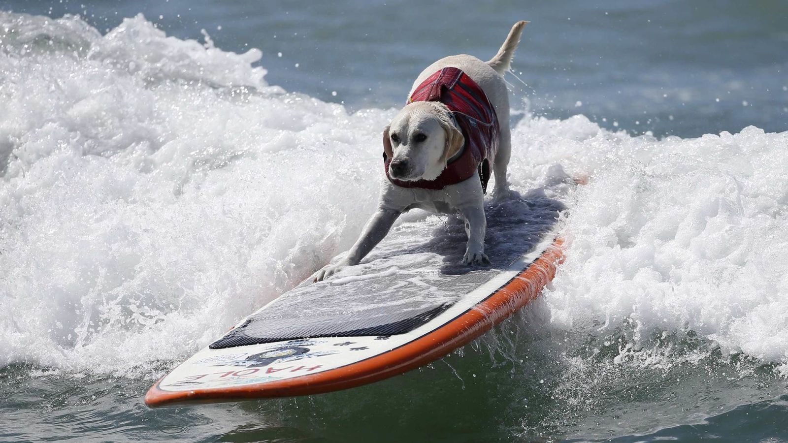 World Dog Surfing Championships In The Bay Area At Linda Mar State