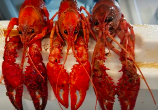 Mexican Crawfish Boil in Austin at Black Star Co-op Pub & Brewery