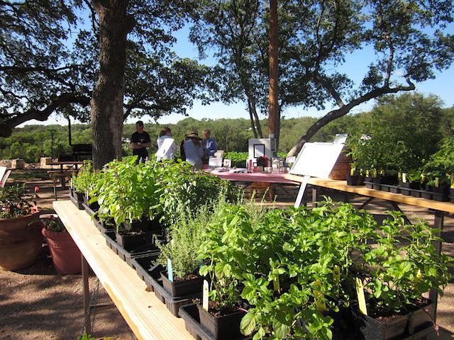 Urban Vegetable Farm Stand & Market (Free Entry) in Austin at