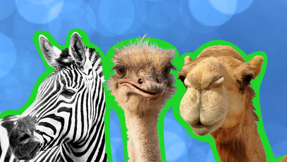 Camel, Ostrich and Zebra Racing in San Antonio at Retama Park