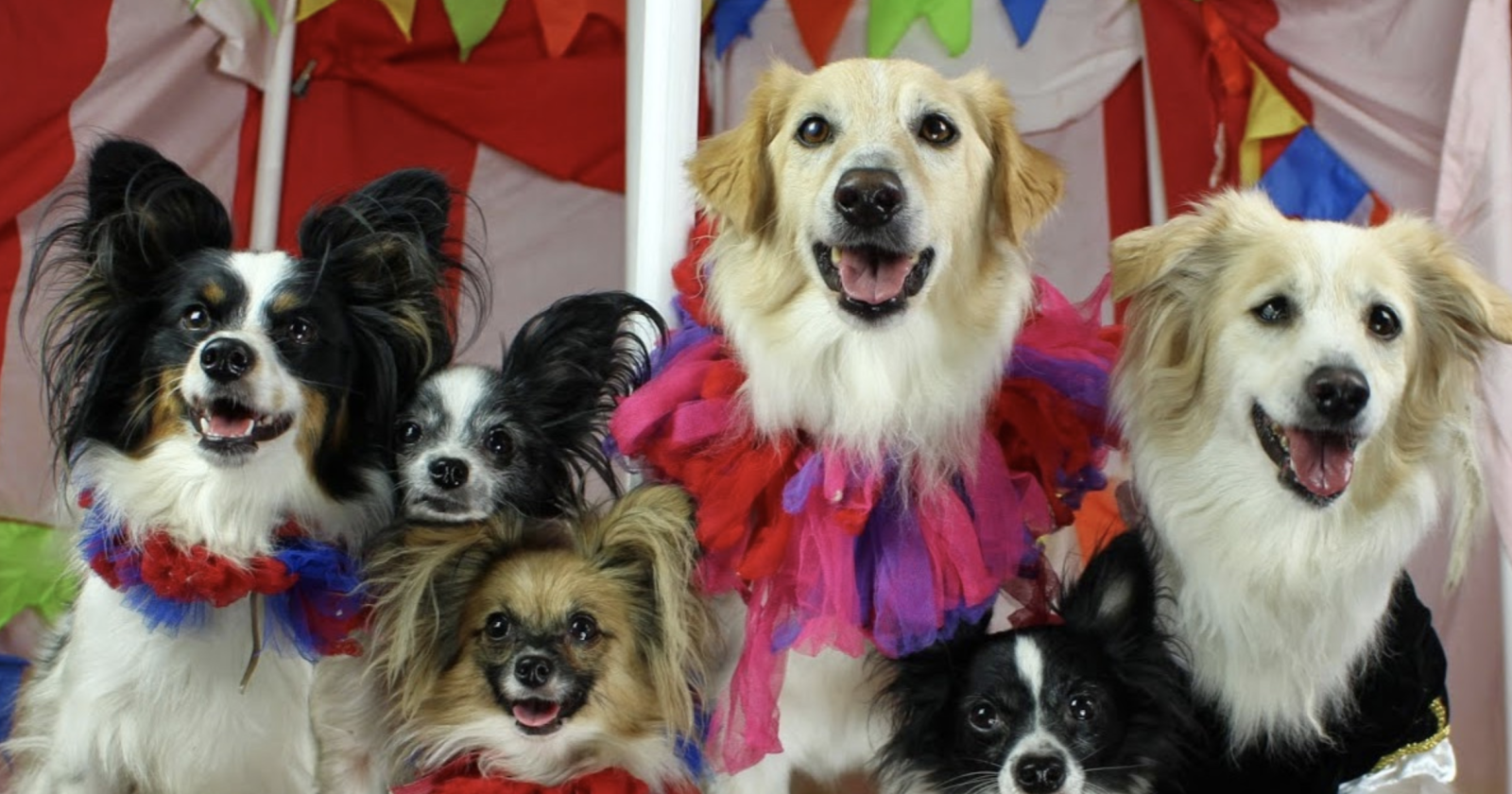 The Wizard of Dogz in Austin at The Institution Theater