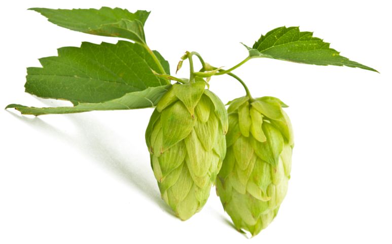 Kombucha, Hops & Sleep in Austin at Brite Ideas Aquaponics,