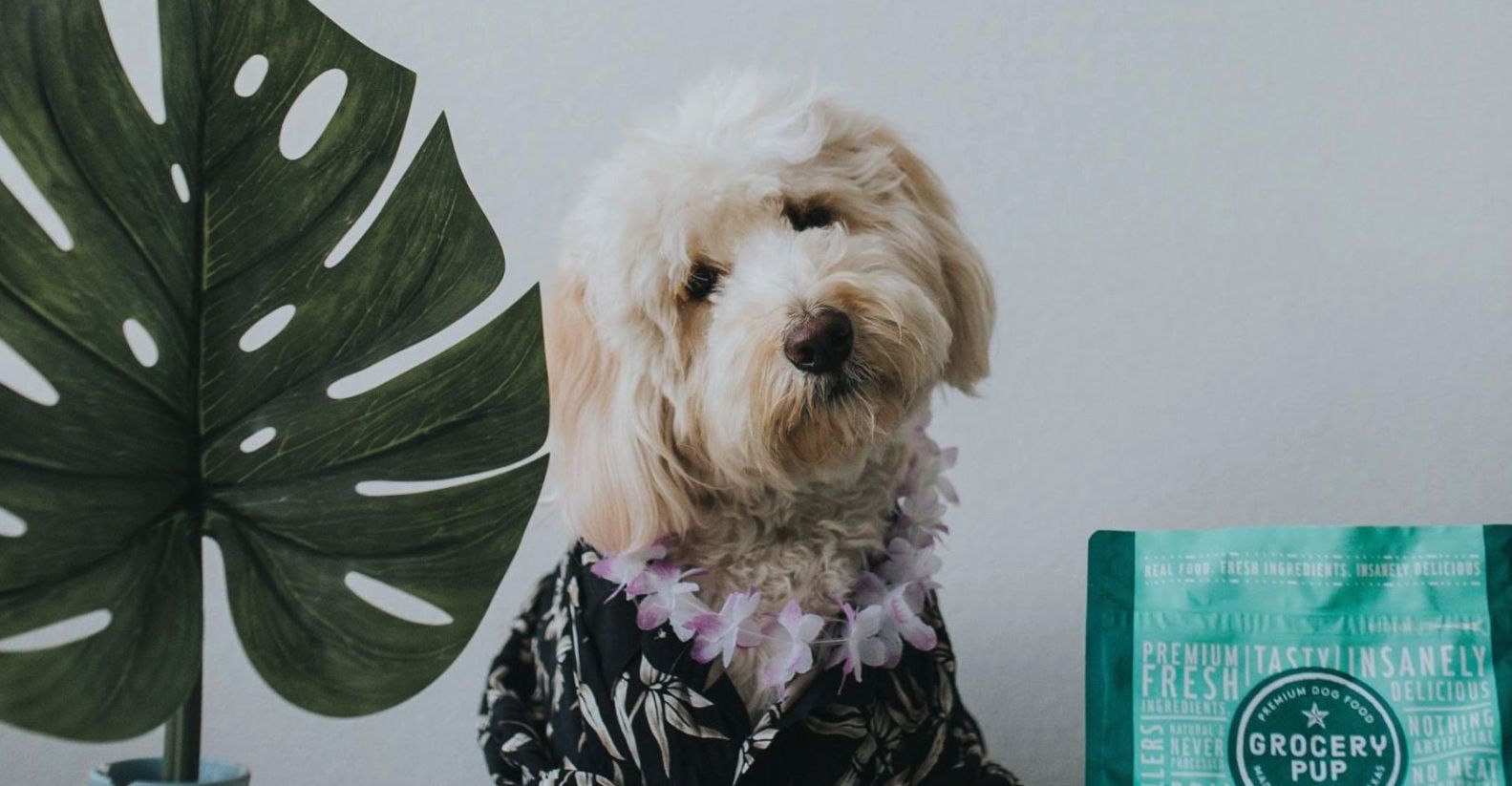 Pup-A-Palooza in Austin at Lustre Pearl East