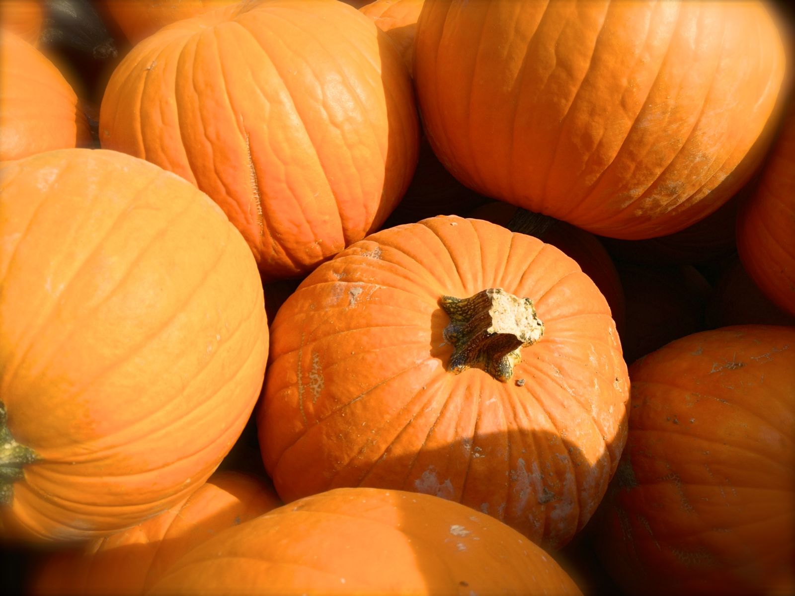 Colorado Pumpkin Patch in Monument at Colorado Pumpkin Patch
