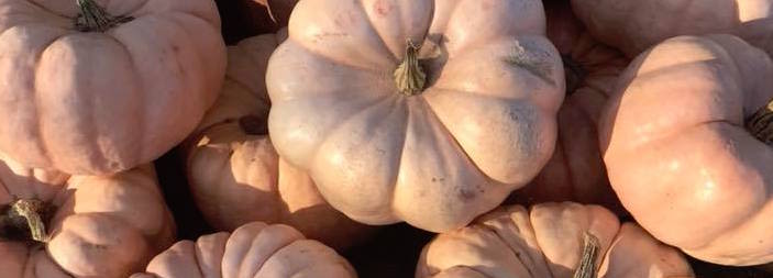 Moon Farm Pumpkin Patch in Fruita at Moon Farm