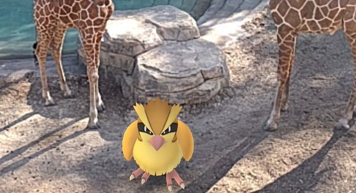 Pokémon Go WILD! in San Antonio at San Antonio Zoo