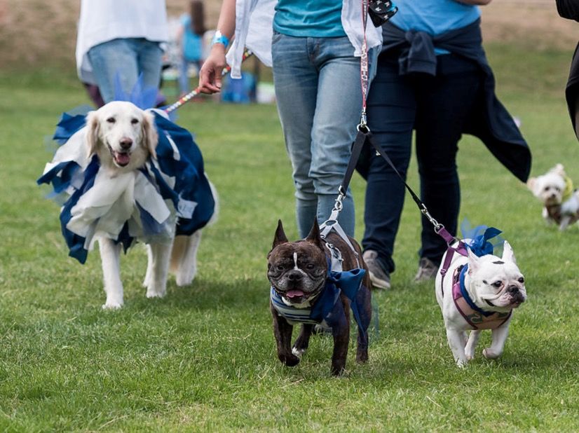 Magnolia SummerFest in Seattle at West Magnolia Playfield