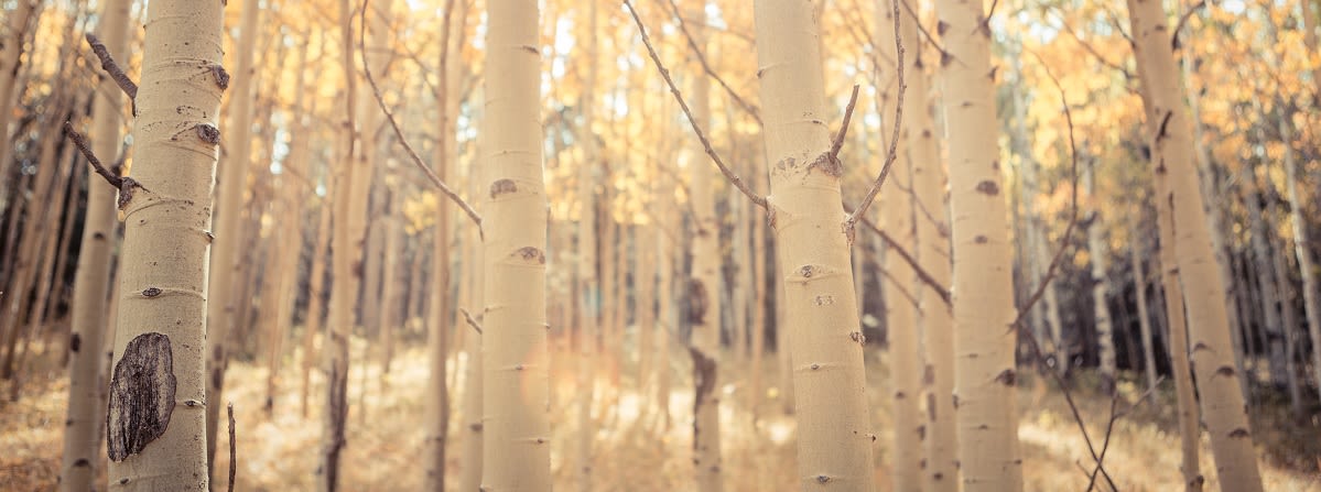 50 Best Things To Do In Denver In November