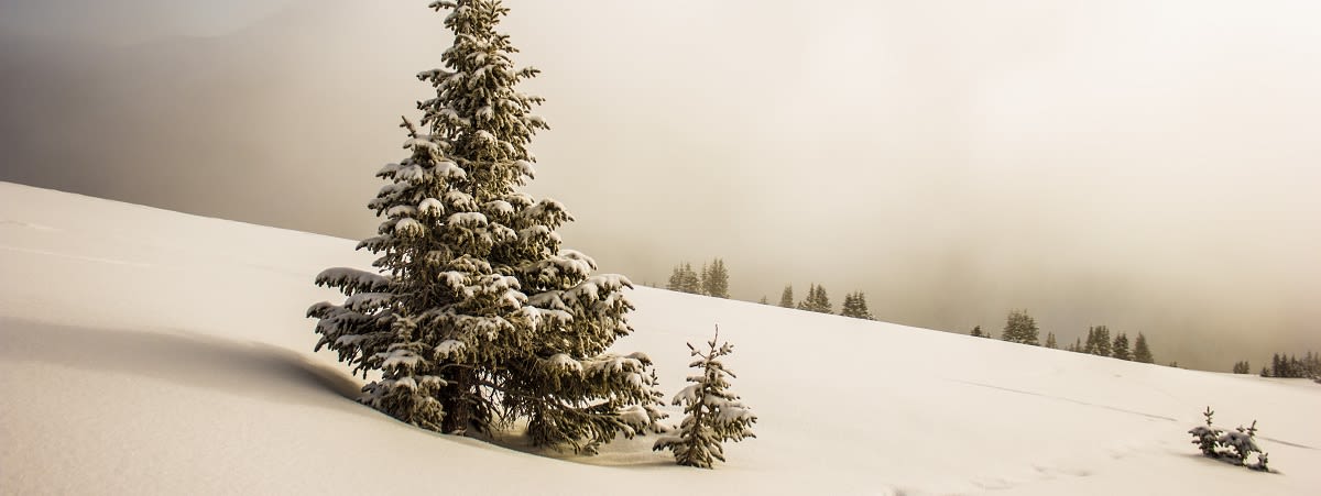 50 Best Things To Do In Denver In December