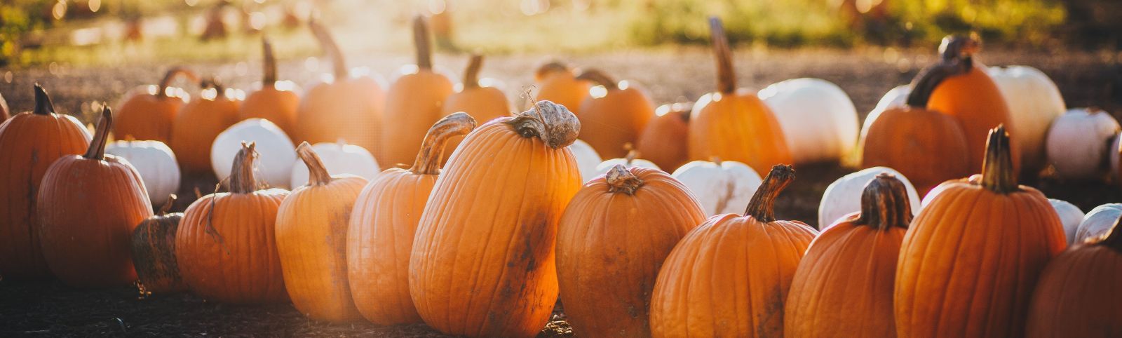 Pumpkin Patches Near Portland
