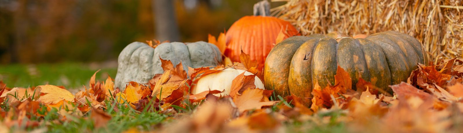 50 Things to Do in October