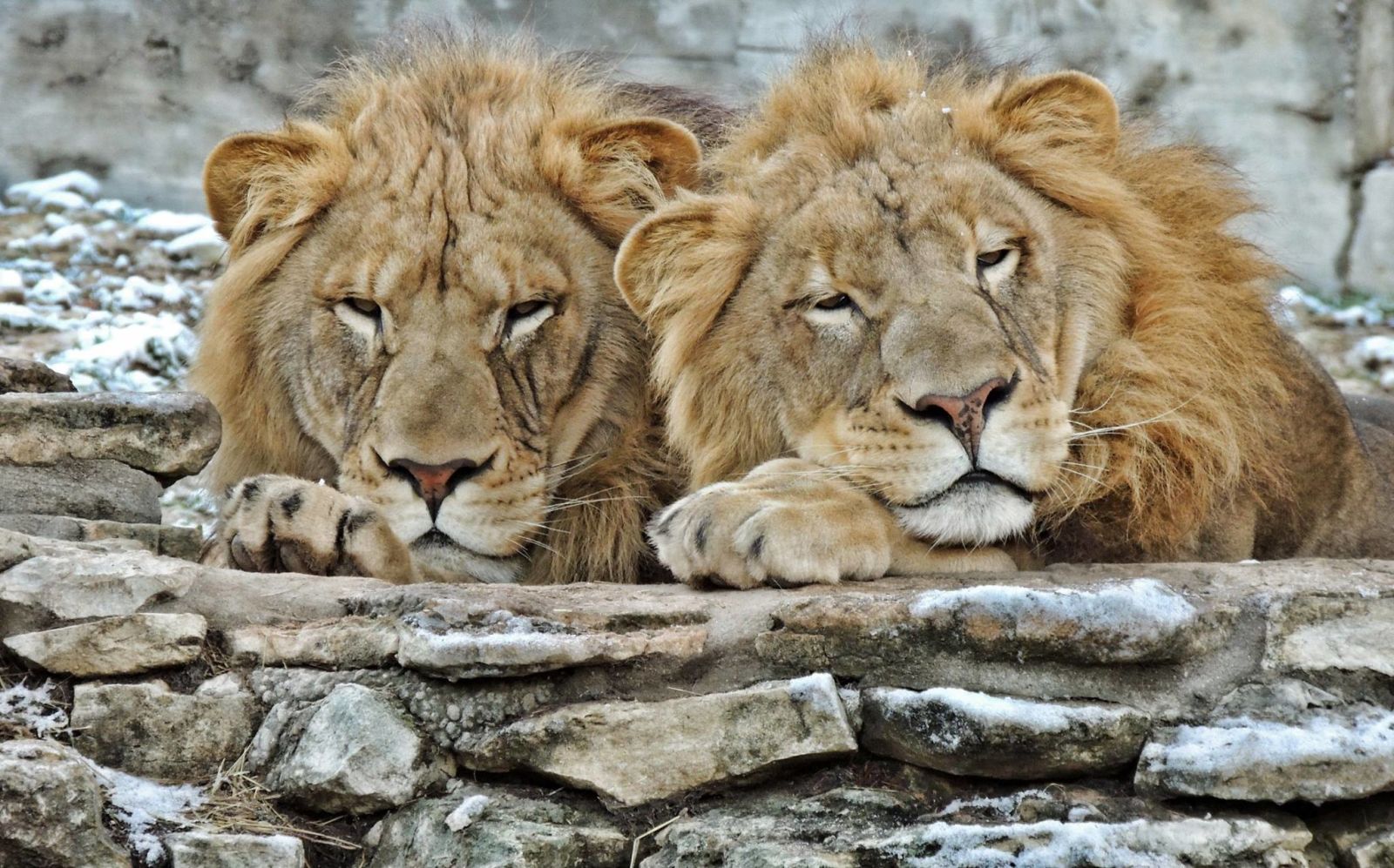Austin Zoo & Animal Sanctuary, Upcoming Events in Austin on Do512