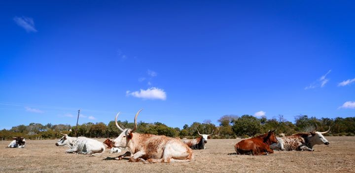 Don Strange Ranch, Upcoming Events in San Antonio on Do210