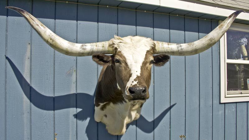 Longhorn Trophy, Upcoming Events in Austin on Do512