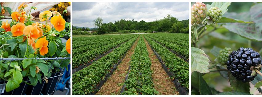 Thies Farms, Upcoming Events in St. Louis on Do314