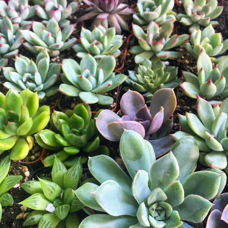 Succulent Native, Upcoming Events in Austin on Do512