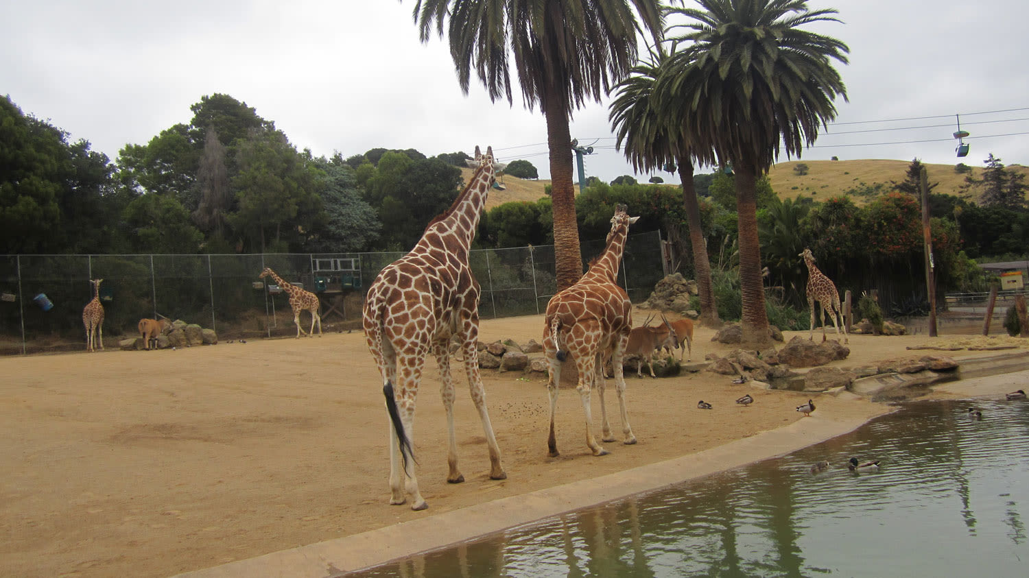 Oakland Zoo, Upcoming Events in Oakland on DoTheBay