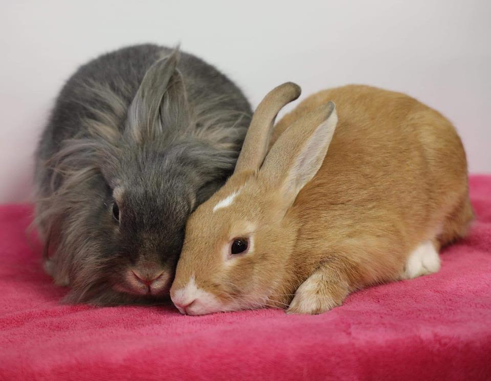 Los Angeles Rabbit Foundation, Upcoming Events in Los Angeles on