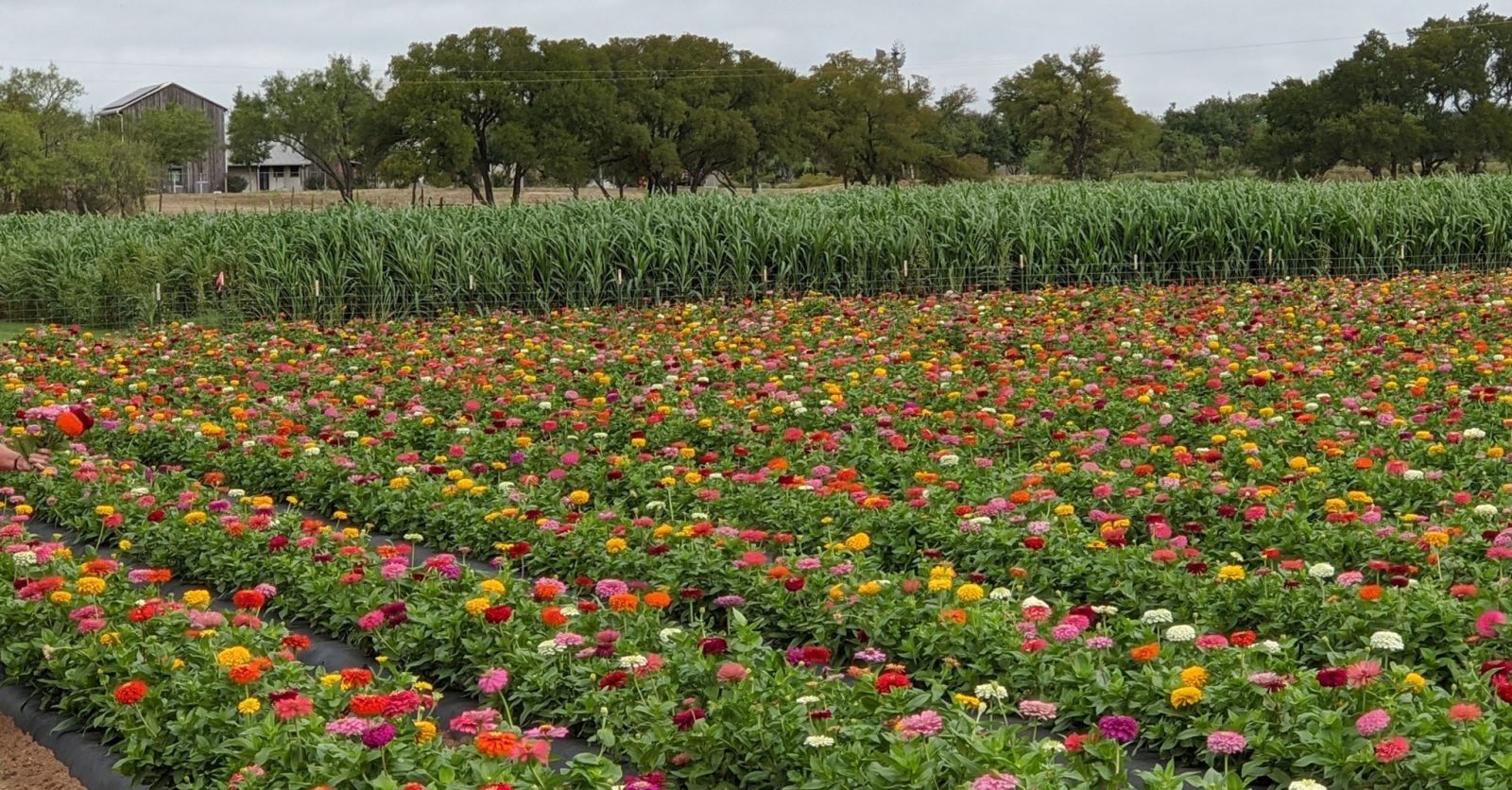Sweet Berry Farm, Upcoming Events in Marble Falls on Do210
