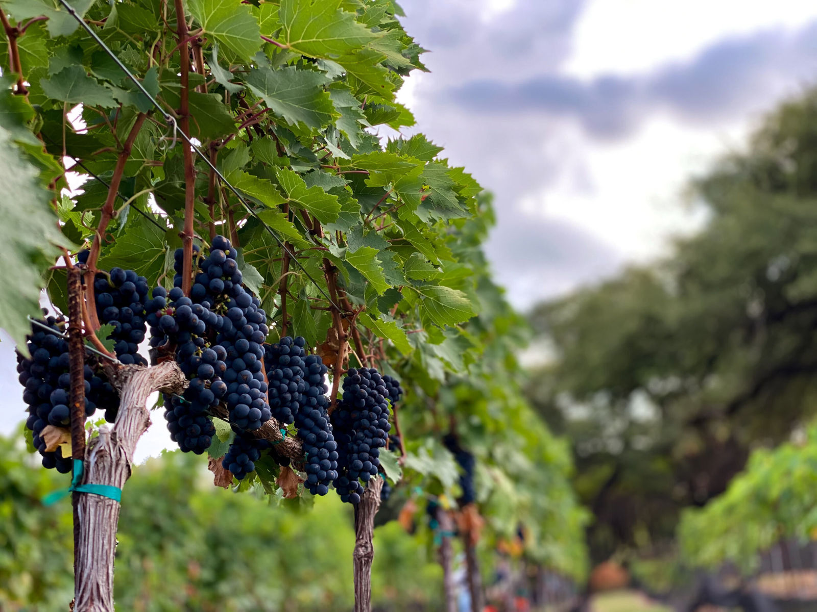 Limestone Terrace Vineyard and Winery, Upcoming Events in