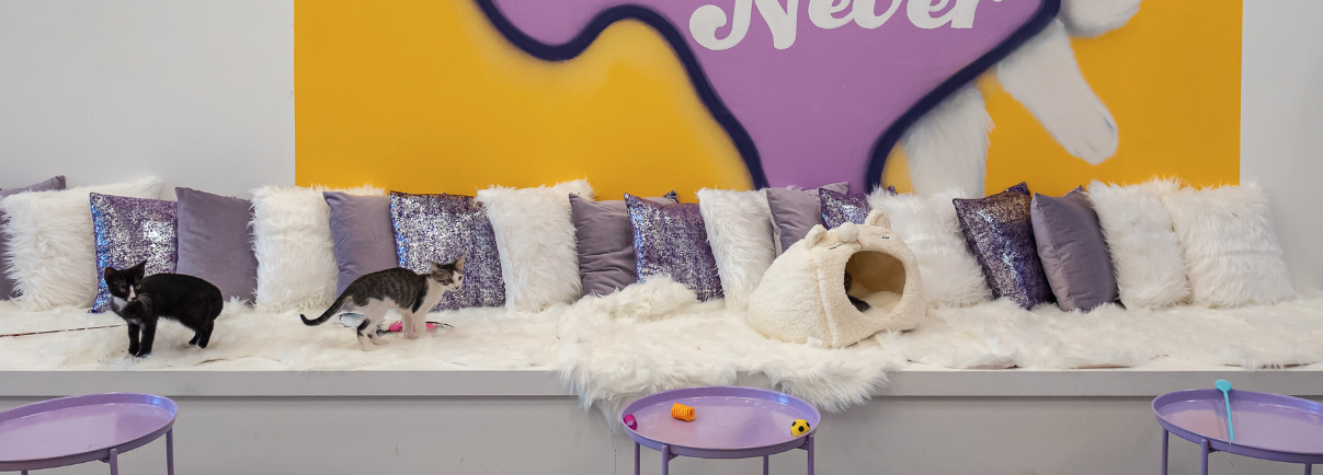 Purrfecto Cat Lounge, Upcoming Events in Austin on Do512