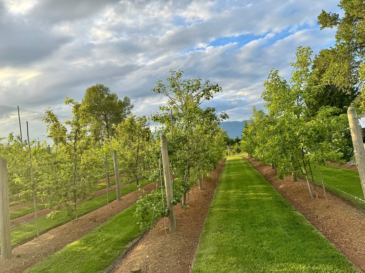 Murphy's Christmas Tree Farm , Upcoming Events in Maple Ridge on